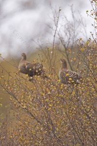 The magic of the birch – The Hazel Tree