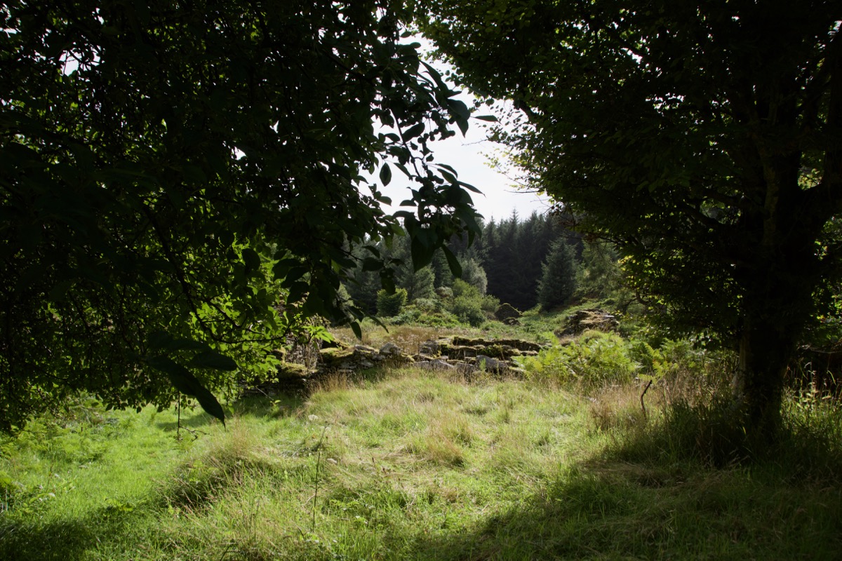 From Arichonan to Kilmory Oib – The Hazel Tree